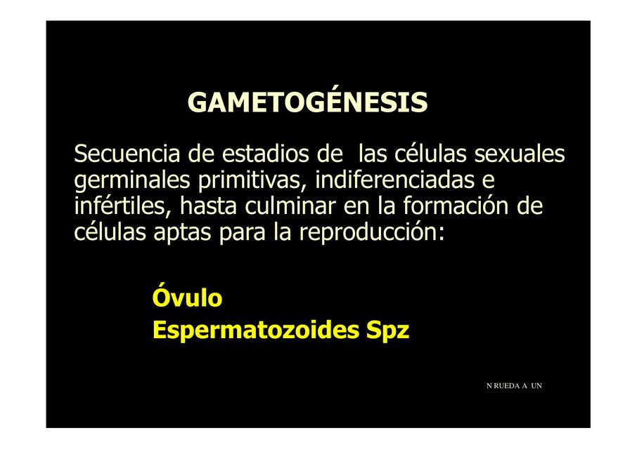 Gametogénesis | Cristian Bravo | uDocz