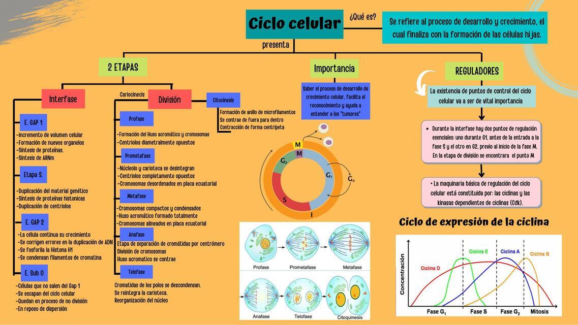 Ciclo Celular | DG | uDocz