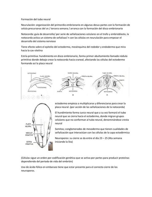 Formación del tubo neural | SALMA RAQUEL FLOR YEPEZ | uDocz