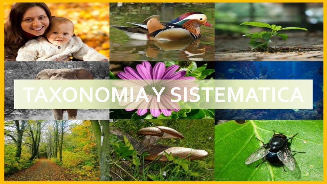 Taxonomía y Sistemática | Marta Corbo | uDocz