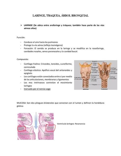 Laringe, tráquea, árbol bronquial | Silvia | uDocz
