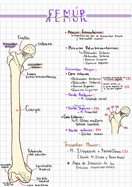Anatomía Femúr | Mishel Arevalo Guerrero | uDocz