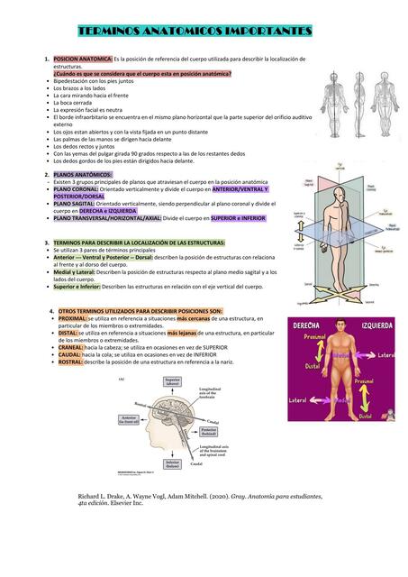Términos anatómicos importantes | María Fernanda García Aguirre | uDocz