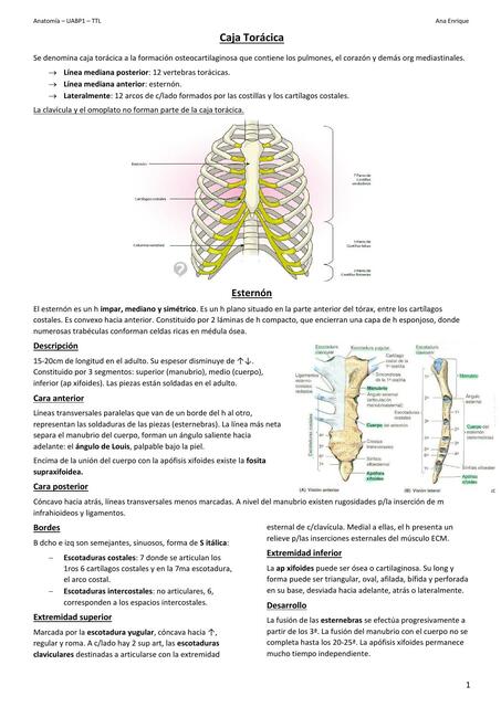 Anatomía caja toracica, diafragma y mediastino | Ana Enrique | uDocz