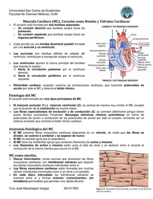 Músculo Cardíaco corazón y válvulas | Merari Morales | uDocz