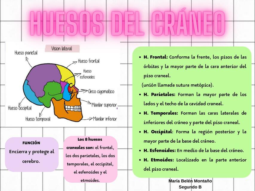 Huesos del cráneo y cara | uDocz