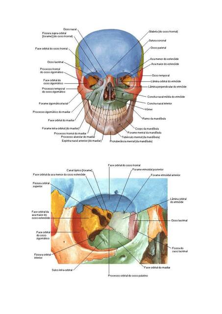Hueso etmoidal | Romina Fernandez | uDocz