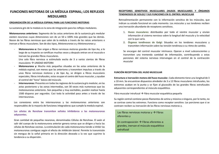 FUNCIONES MOTORAS DE LA MÉDULA ESPINAL | ANGELICA JHOANA CHUMBE ...