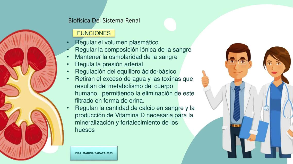 Flashcards de Biofísica del Sistema Renal | Por Kassandra Yumbolema Barrera | uDocz