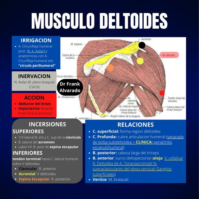 Deltoides | Moisés Francisco Alvarado García | uDocz