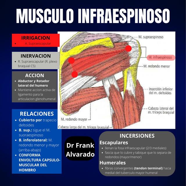 Musculo Infraespinoso | Moisés Francisco Alvarado García | uDocz