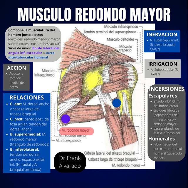 Musculo redondo mayor | Moisés Francisco Alvarado García | uDocz