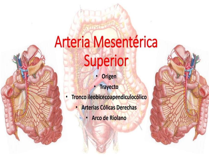 Arteria mesentérica superior | Dogtor Beagle | uDocz