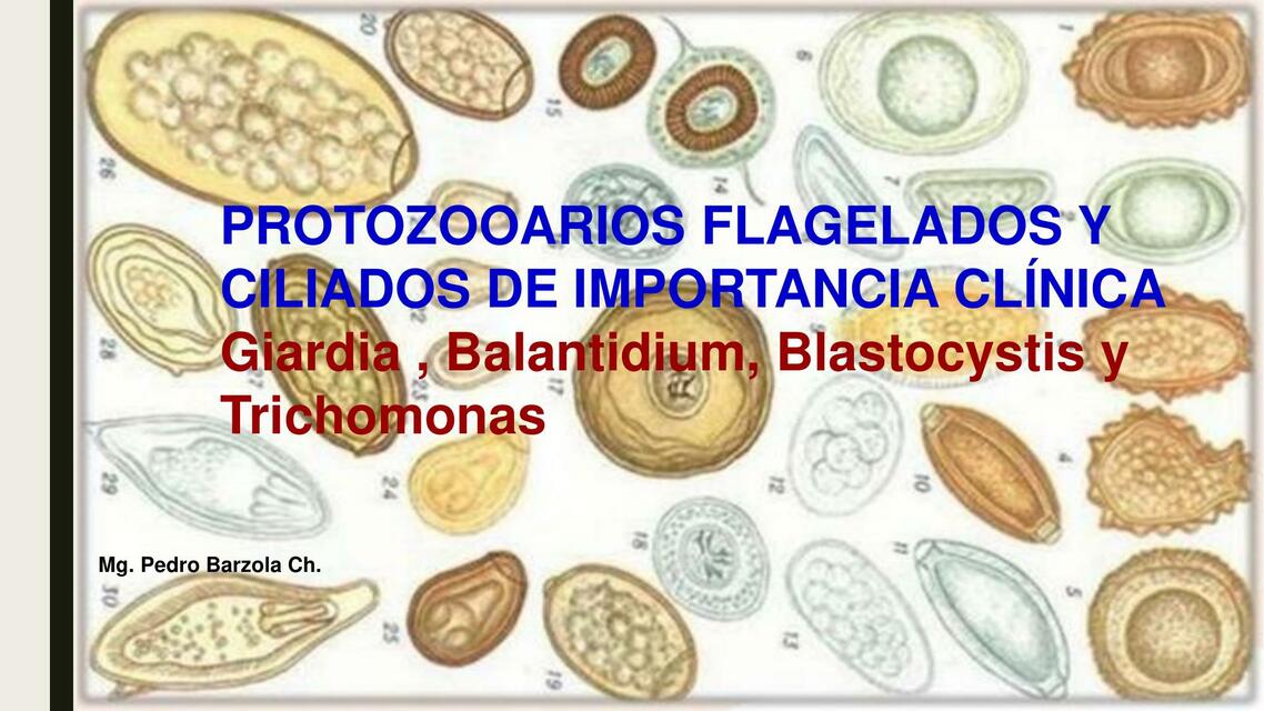 Protozoarios flagelados y ciliados de importancia clínica | Rous | uDocz