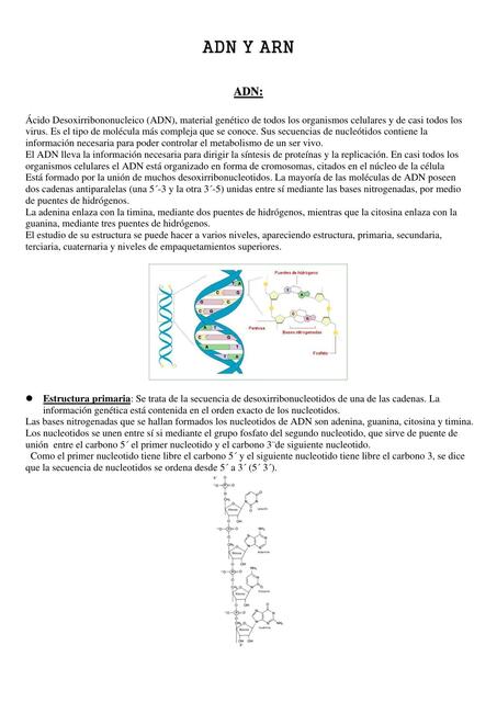 Flashcards de ADN Y ARN | Por Samira | uDocz