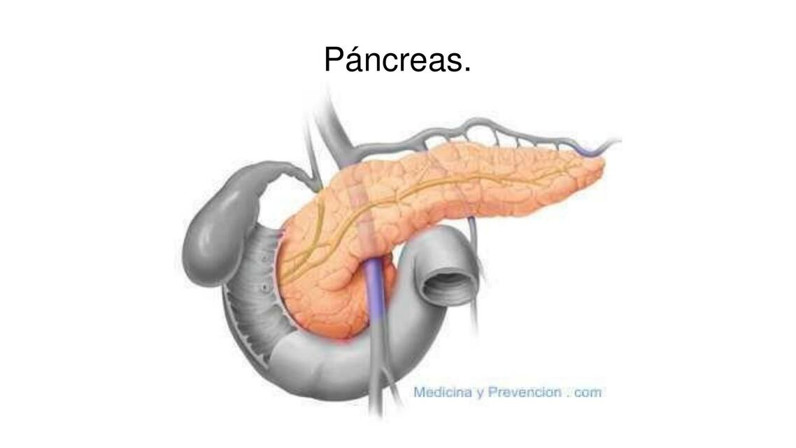 Páncreas | Dogtor Beagle | uDocz