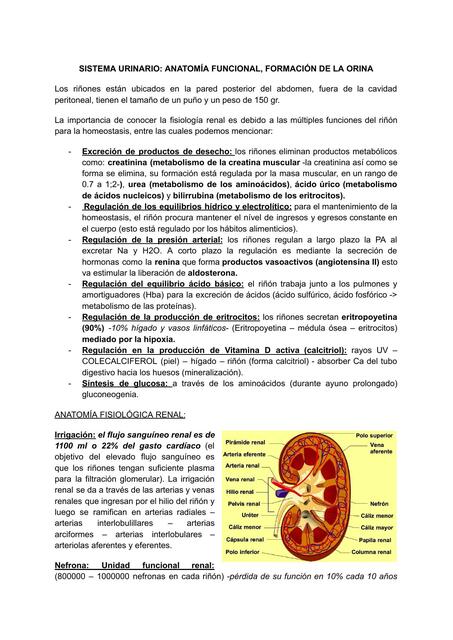 Sistema urinario | IAGO REIS | uDocz