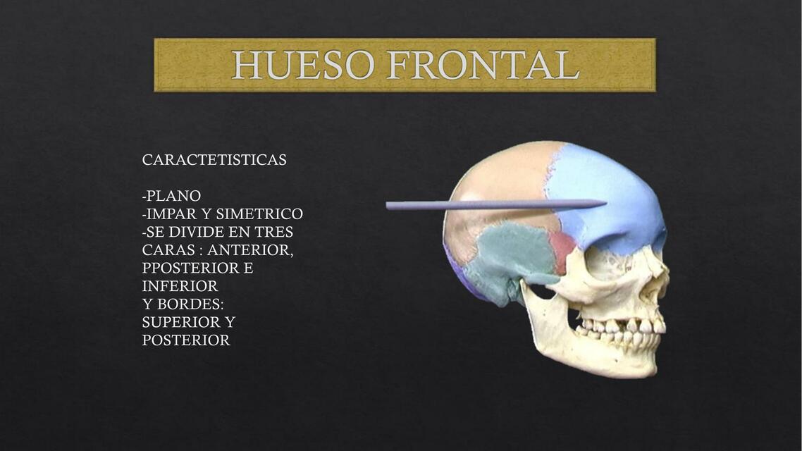 Hueso Frontal | Mady Flores | uDocz