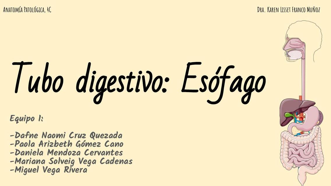 Tubo digestivo: Esófago | Daniela Mendoza C | uDocz