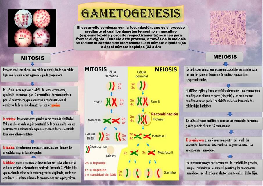 Gametogénesis | enmy cruz vargas | uDocz