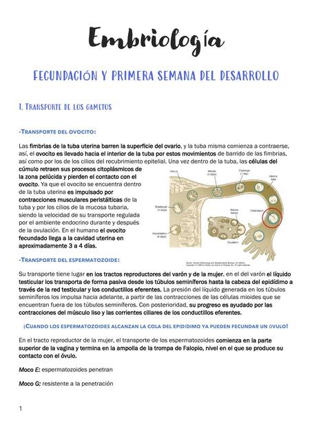 Embriología | Guadalupe Sosa | uDocz