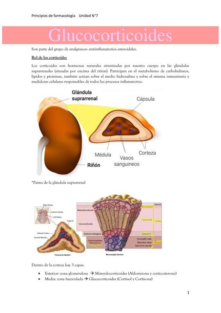Glucocorticoides | Abril Di Battista | uDocz