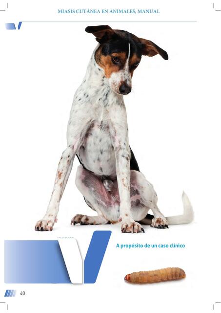 Miasis cutánea en animales manual | Veterinaria Animal | uDocz