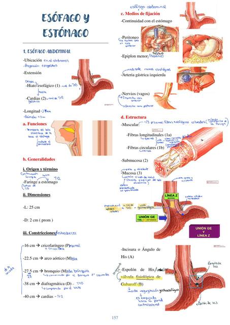 Anatomía Del Esófago y Estómago | Briggitte Yamilé Suarez Esteban | uDocz