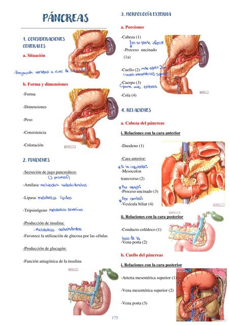 Anatomía Del Páncreas | Briggitte Yamilé Suarez Esteban | uDocz