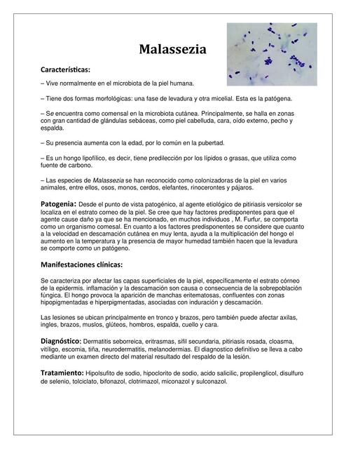 Malassezia 1 | Peña Martínez Evelyn | uDocz