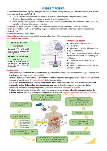 Fiebre tifoidea salmonelosis | Mishelle Chavez | uDocz