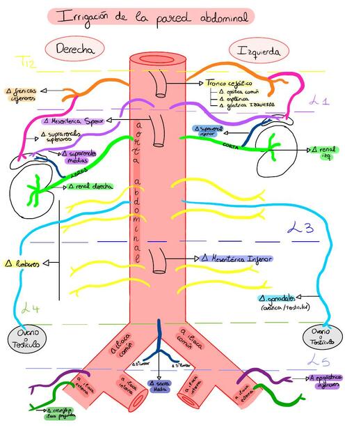 Sistema urinario | uDocz