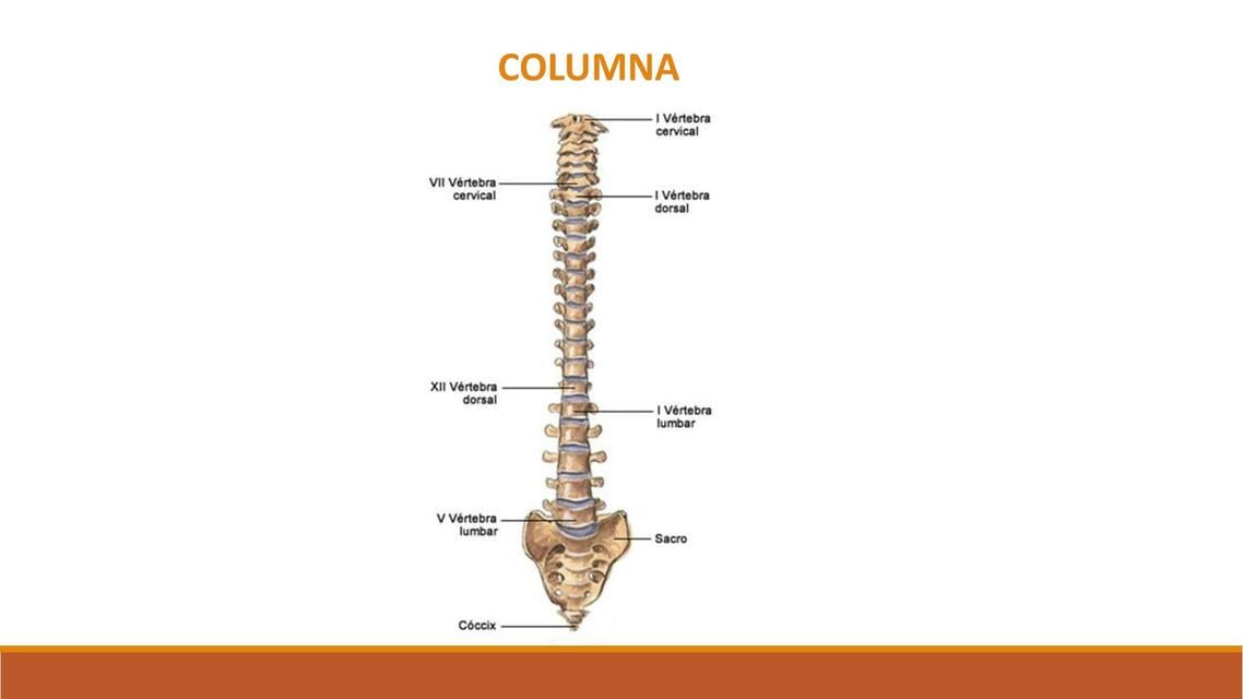 Columna | Melina | uDocz