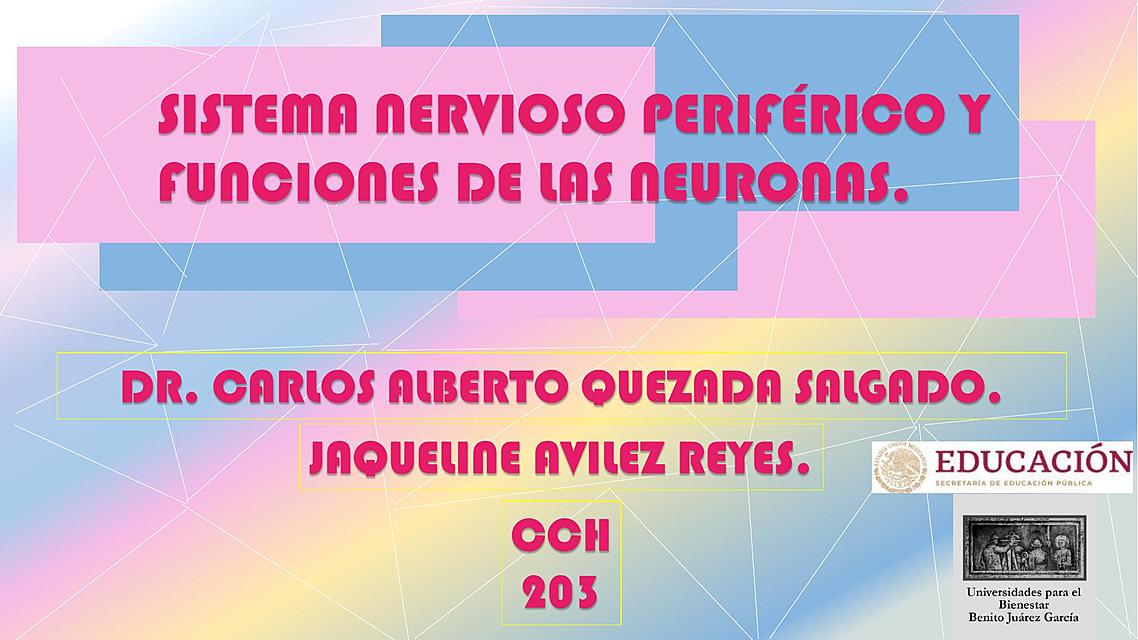sistema nervioso periférico y funciones de las neuronas | Jaqueline ...