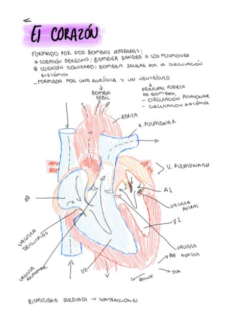 Aparato Cardiovascular | uDocz creators | uDocz