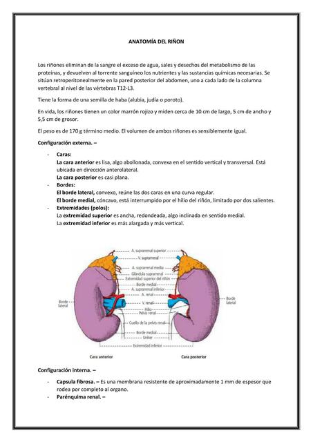 ANATOMÍA DEL RIÑON | Daniela Rodriguez Medina | uDocz