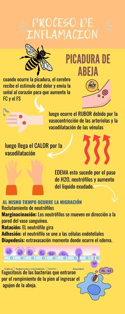 Proceso de Inflamación | ALEJANDRA G | uDocz