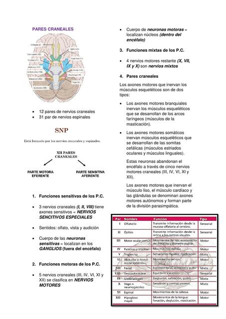 PARES CRANEALES SISTM LIMBICO SNA SINAPSIS HEMATOP | 1_pastillita | uDocz
