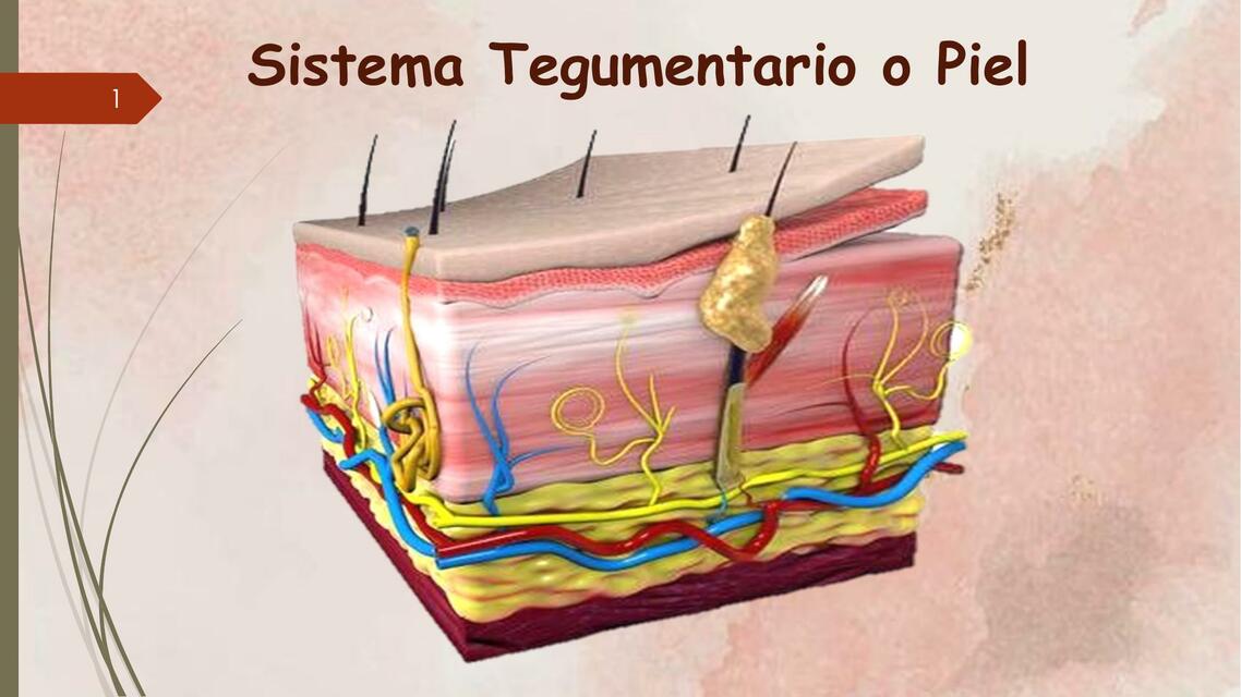 Sistema Tegumentario o Piel | GLORIA | uDocz