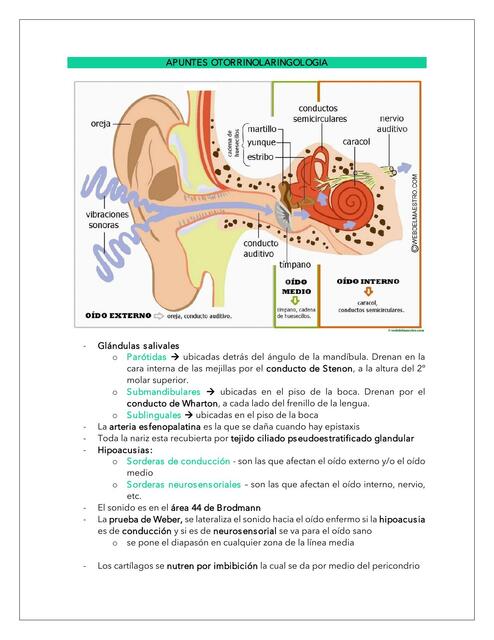 Otorrinologia | Sofi Apuntes | uDocz
