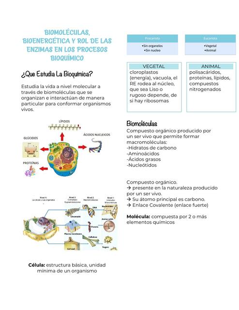 Biomoléculas, bioenergética y rol de las enzimas en los procesos ...