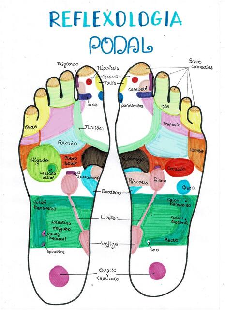 Reflexología podal | Nursemaniapuntes | uDocz