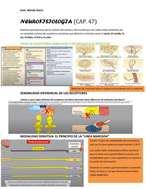 NEUROFISIOLOGIA Cap 47 | Wendy Goiris | uDocz