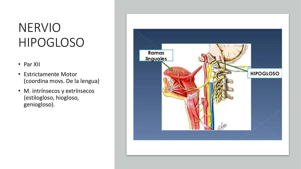 Resúmenes de Nervio hipogloso | Descarga apuntes de Nervio hipogloso