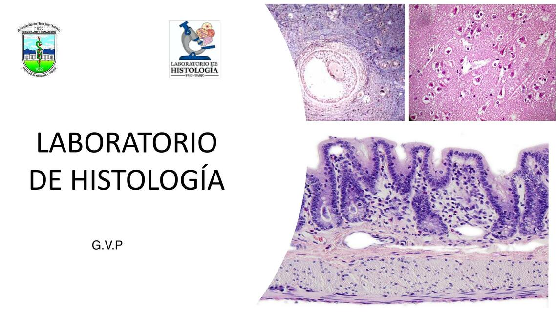 Laboratorio de histologia | Rosy Rojas | uDocz