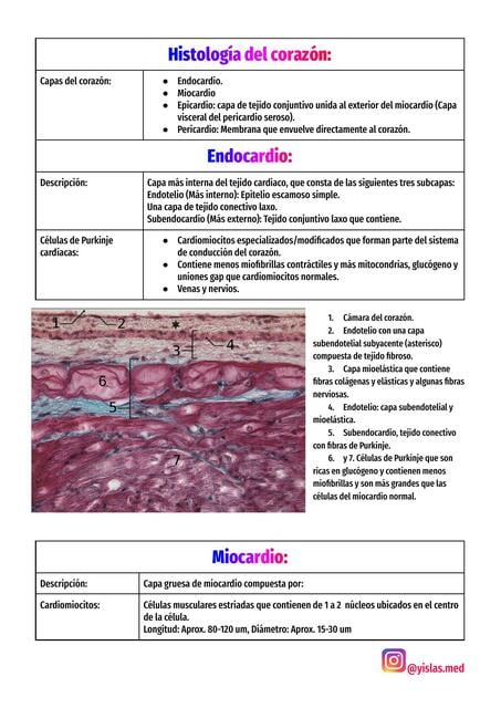 Histología del corazón | Islas Santiago Yessica | uDocz
