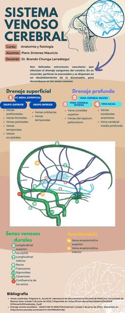 Sistema venoso cerebral | Piero | uDocz