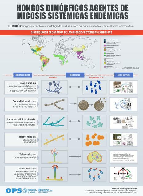 Hongos Dimórficos Agentes de Micosis Sistémicas Endémicas | GINA SUE ...