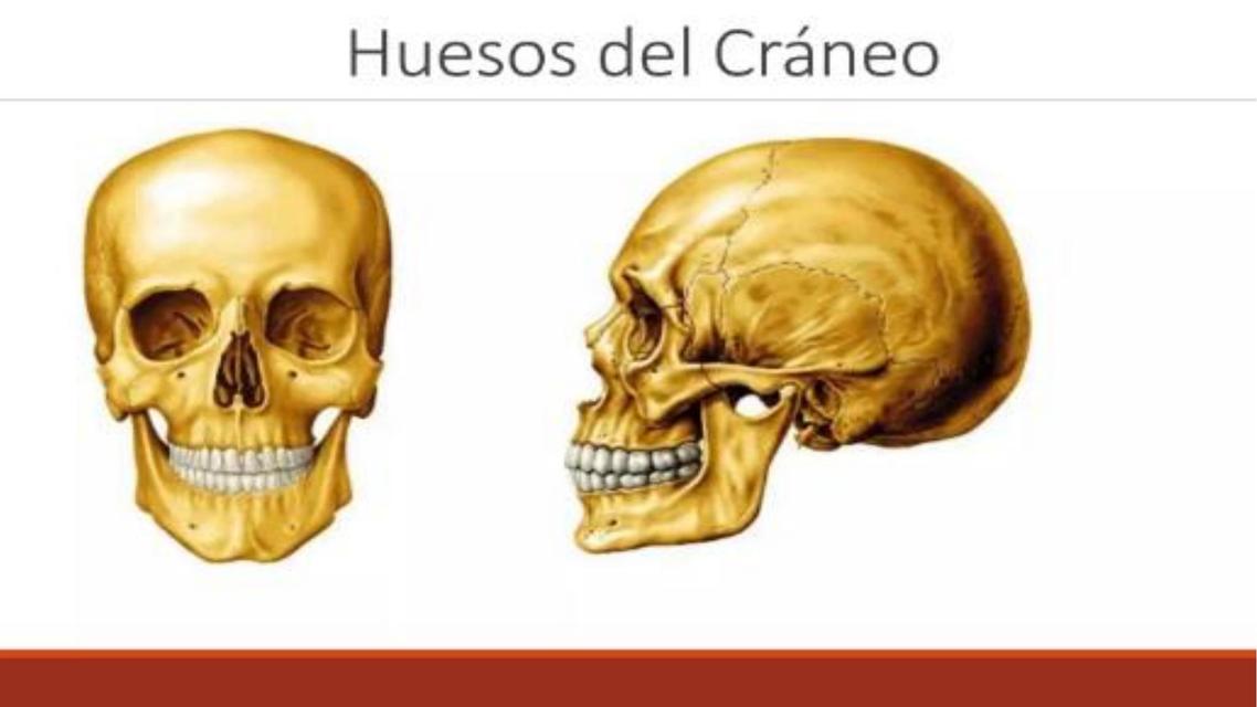 Huesos del cráneo | Denis Criollo | uDocz