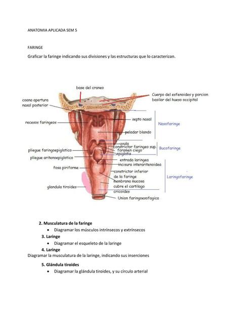 Faringe | giuliana ramos | uDocz